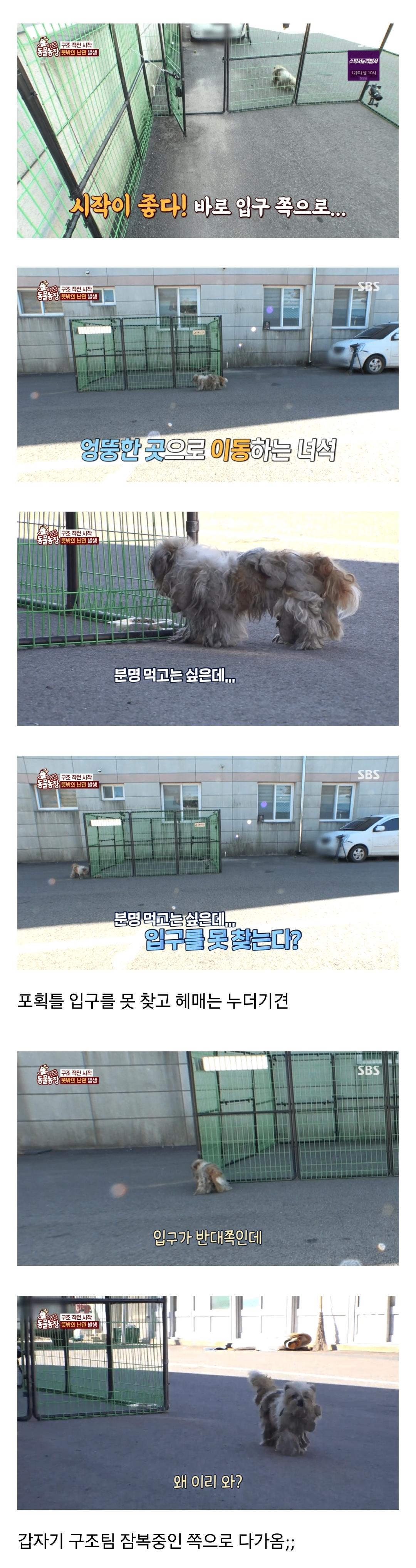 잡혀들어가는 방법을 알려달라는 누더기개 .....jpgif - 유머/이슈 - YULDO