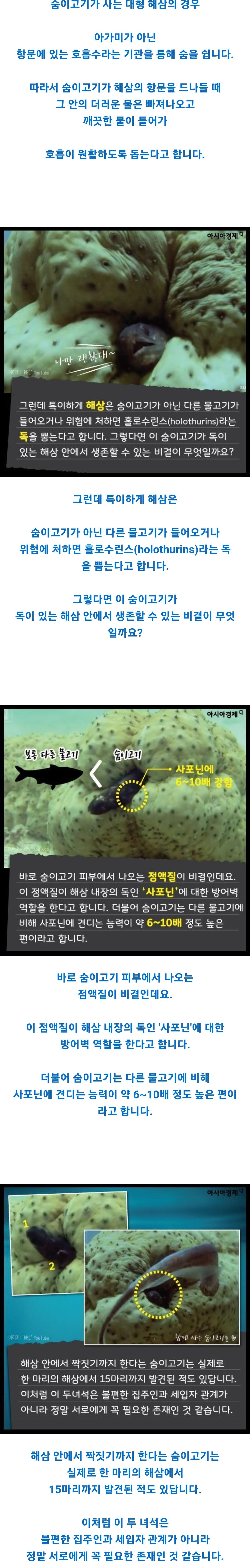해삼의 항문에 숨어서 사는 숨이고기.jpgif - 유머/이슈 - YULDO