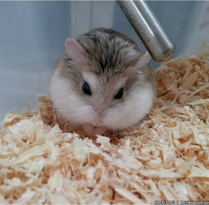 햄스터중에 요정이라는 애칭을 가진 종 .jpgif - 유머/이슈 - YULDO