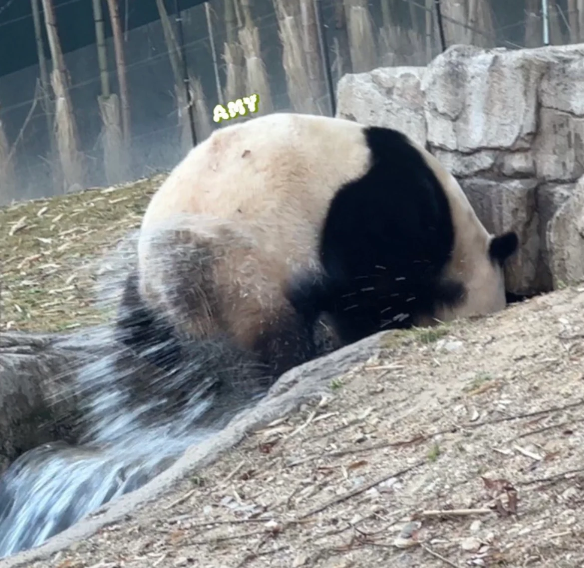 숨은 푸바오 찾기 (feat. 푸탐정) - 유머/이슈 - YULDO