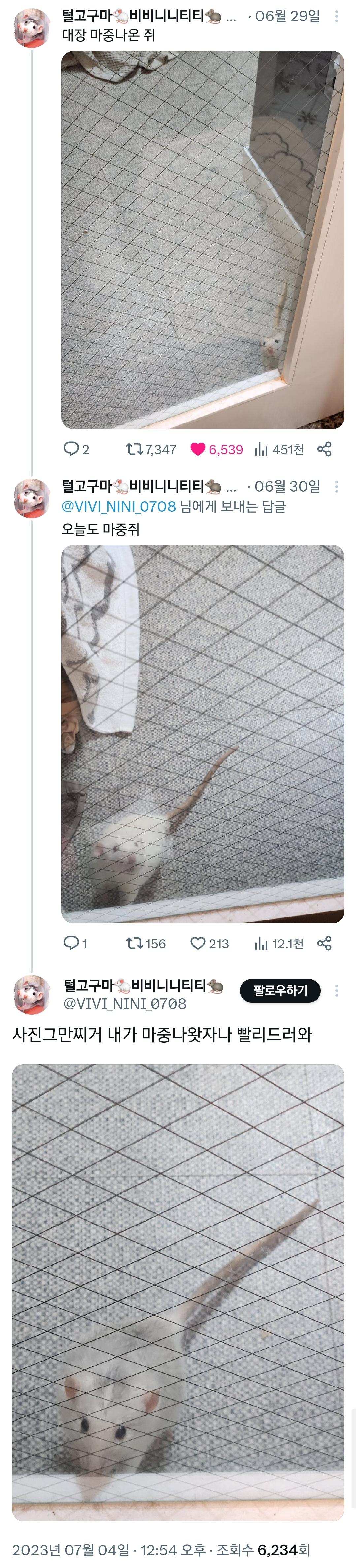 대장 마중 나온 쥐 - 유머/이슈 - YULDO