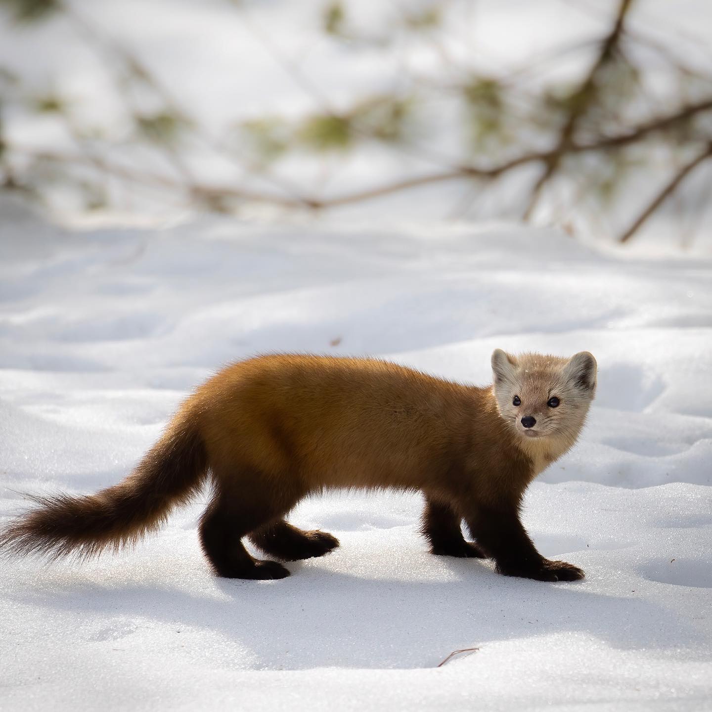 미국 소나무 담비 - 유머/이슈 - YULDO