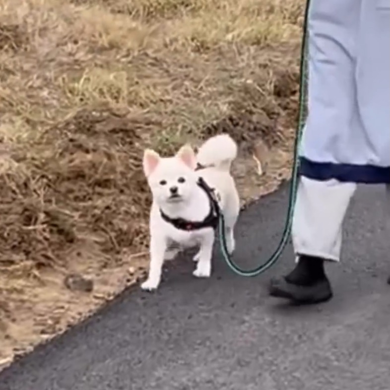 너 왜 나 모른척 해!!!!(feat.댕댕이) - 유머/이슈 - YULDO