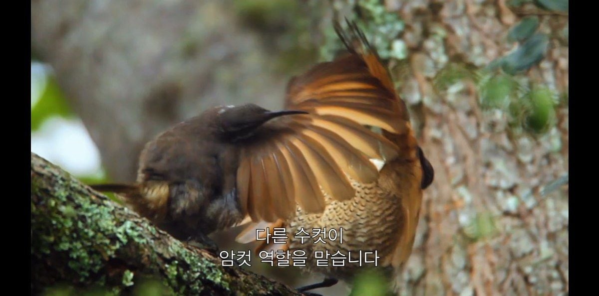 성공적인 극락조의 구애의 춤 - 유머/이슈 - YULDO