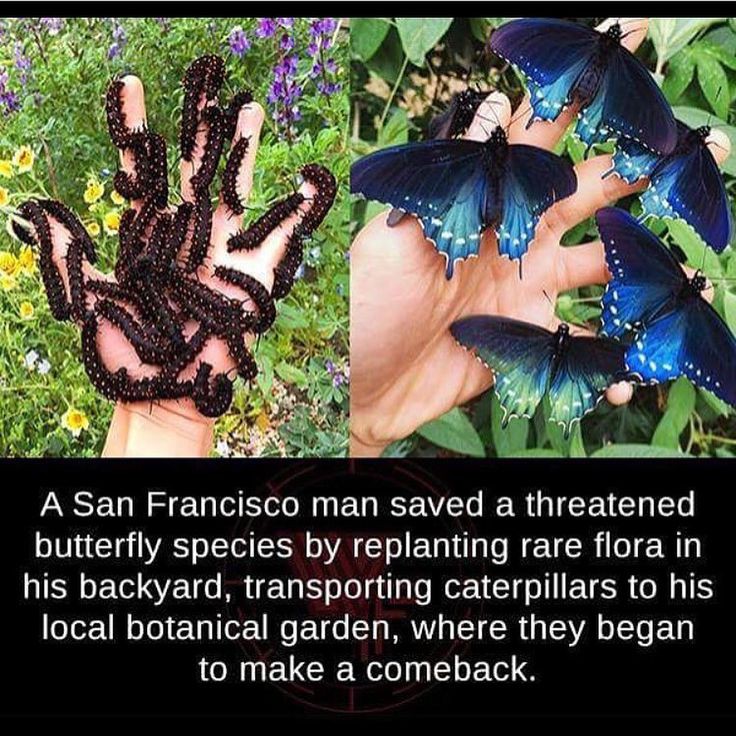 희귀식물을 집마당에 심어서 멸종위기종 나비를 만드는 사람 - 유머/이슈 - YULDO