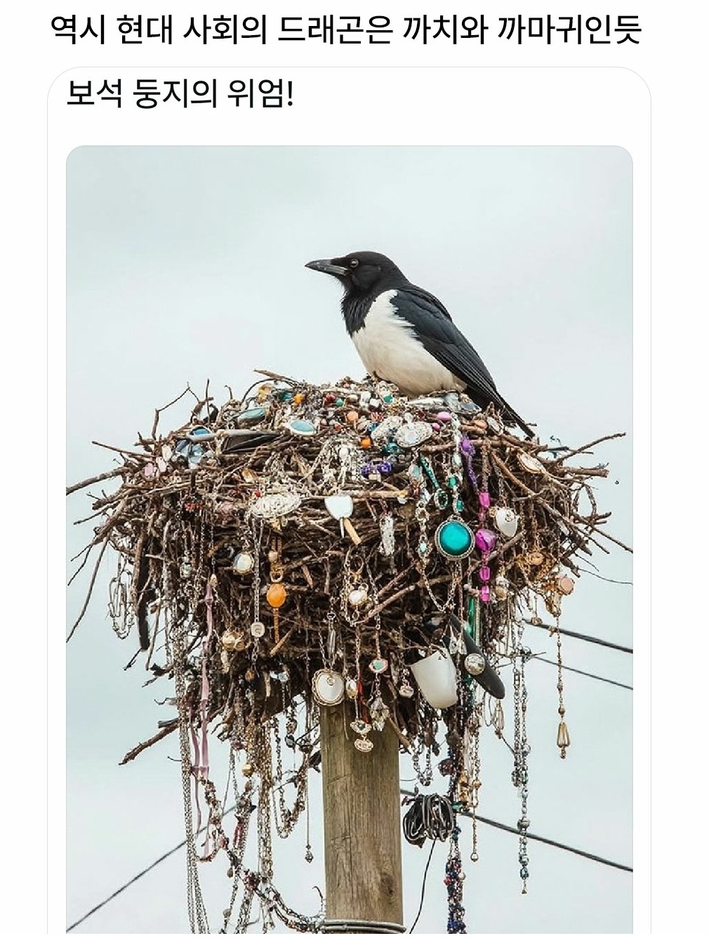 화려한 까치둥지 - 유머/이슈 - YULDO