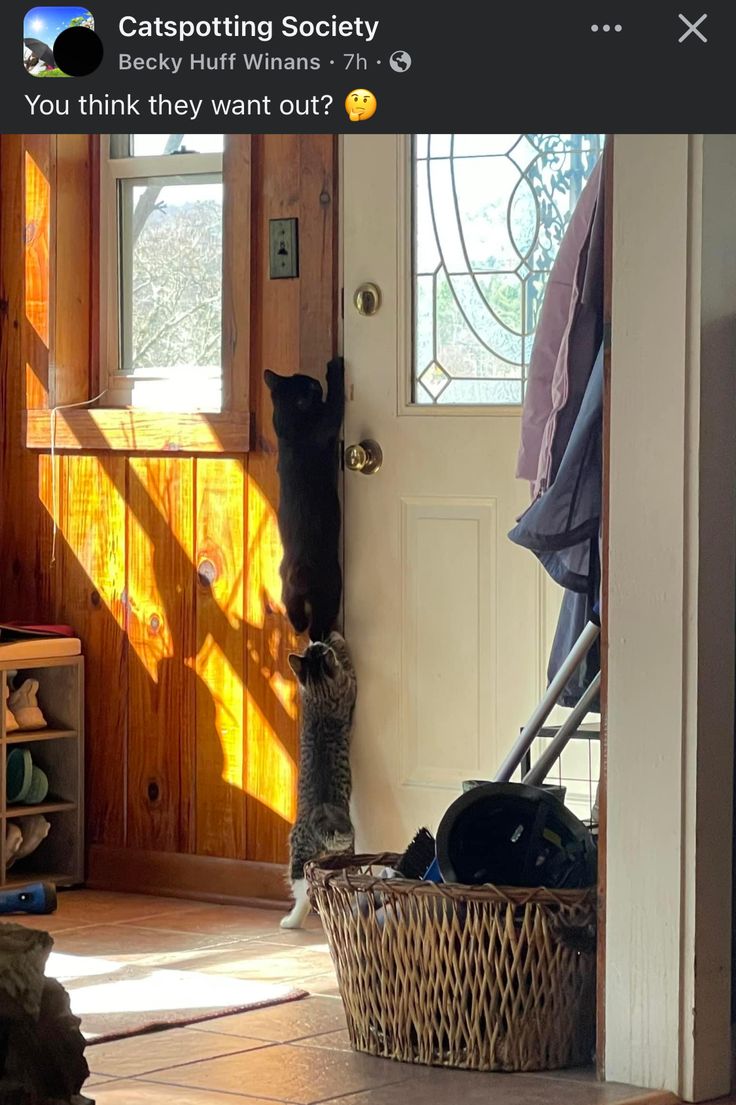 사고치고 있는 냥이들 - 유머/이슈 - YULDO