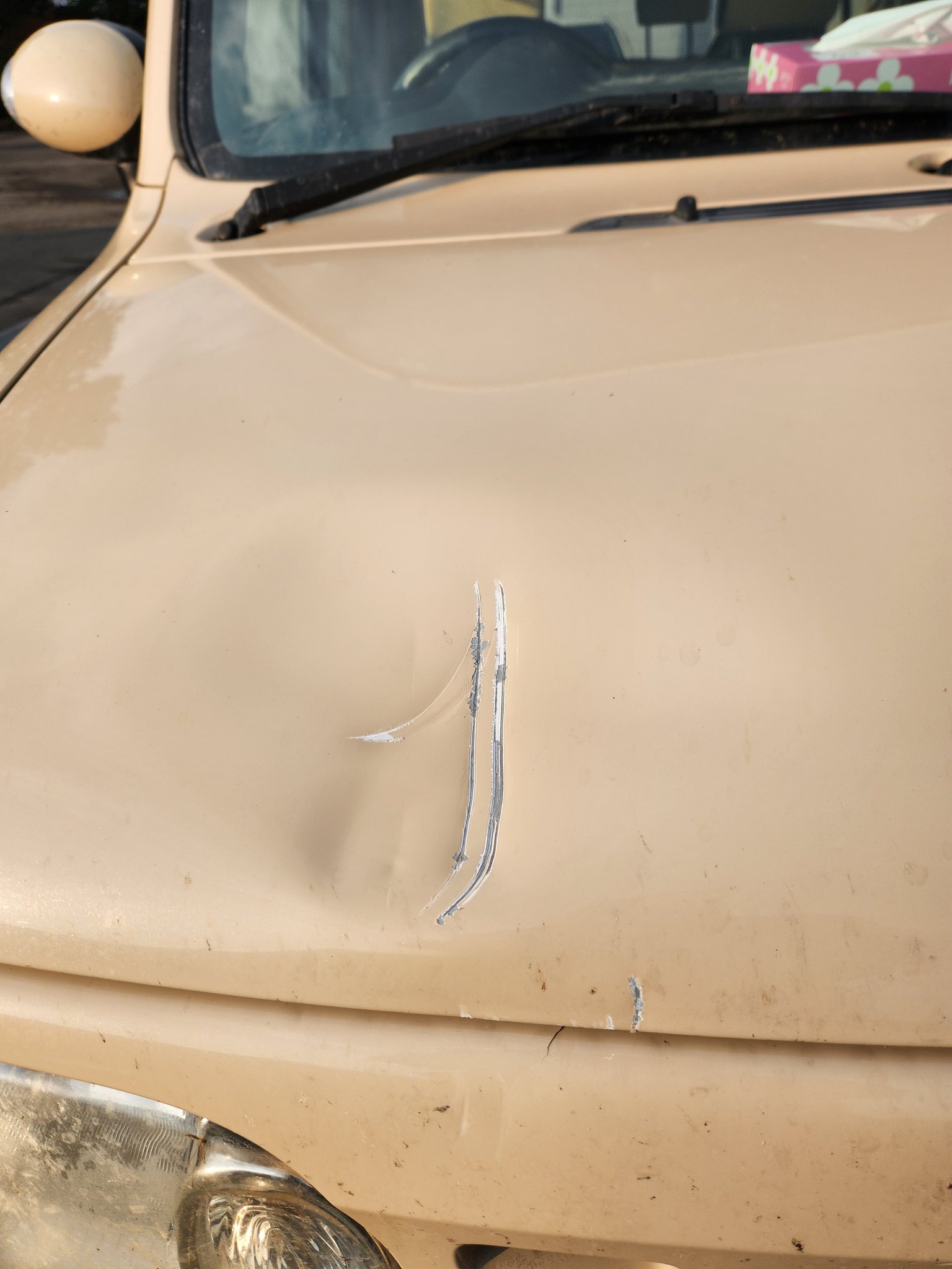 차에 덤벼드는 곰 영상 - 유머/이슈 - YULDO