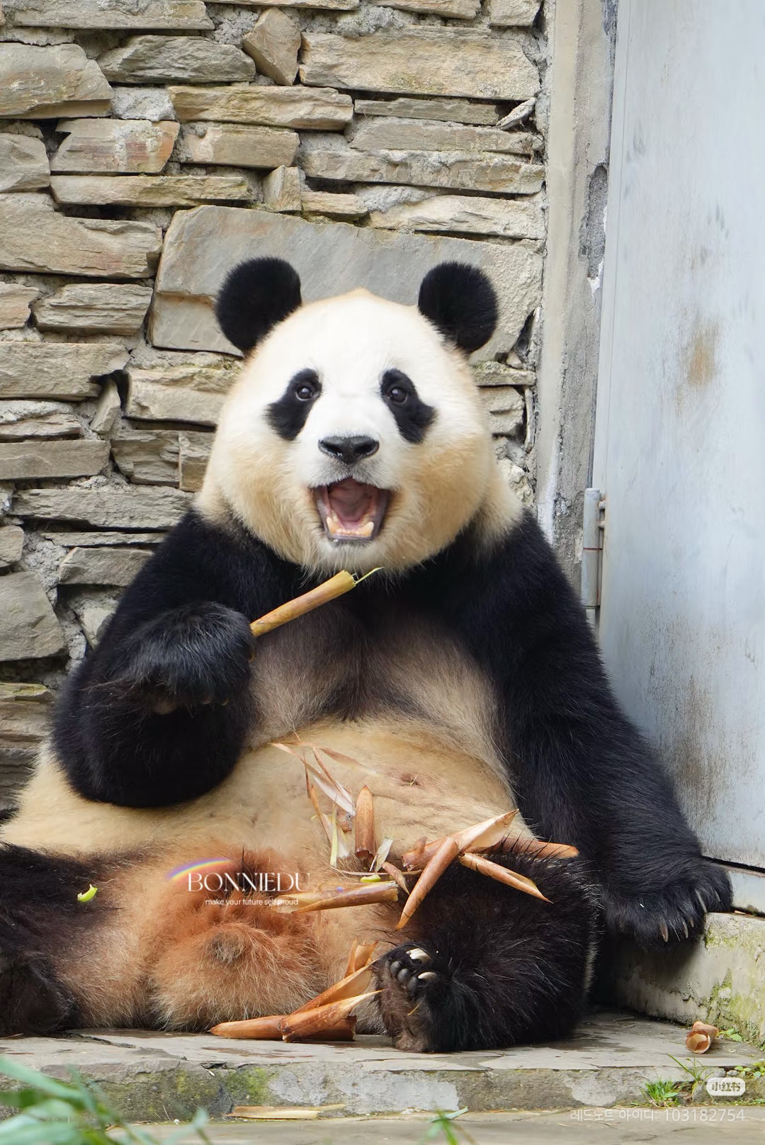 활짝 웃는 푸바오 - 유머/이슈 - YULDO